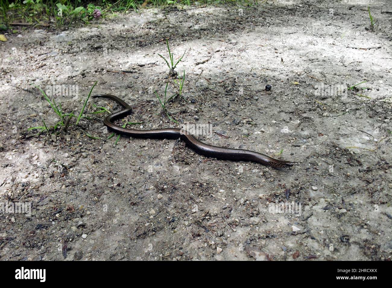 Slow worm (Anguis fragilis) moving on the ground Stock Photo - Alamy