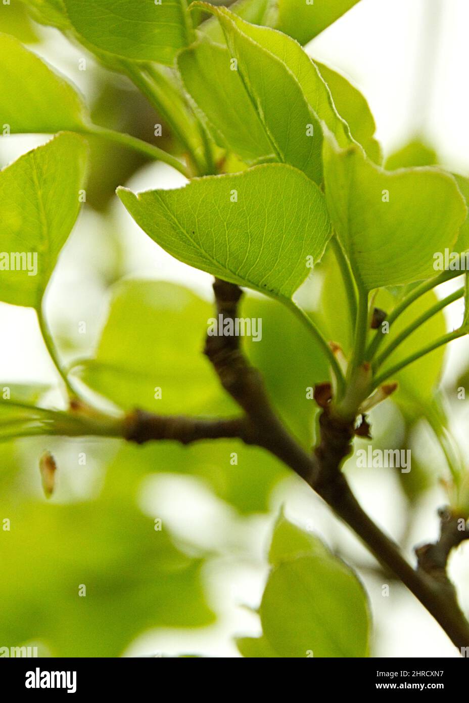 Vertical view of a tree branch with green leaves under the sunlight ...