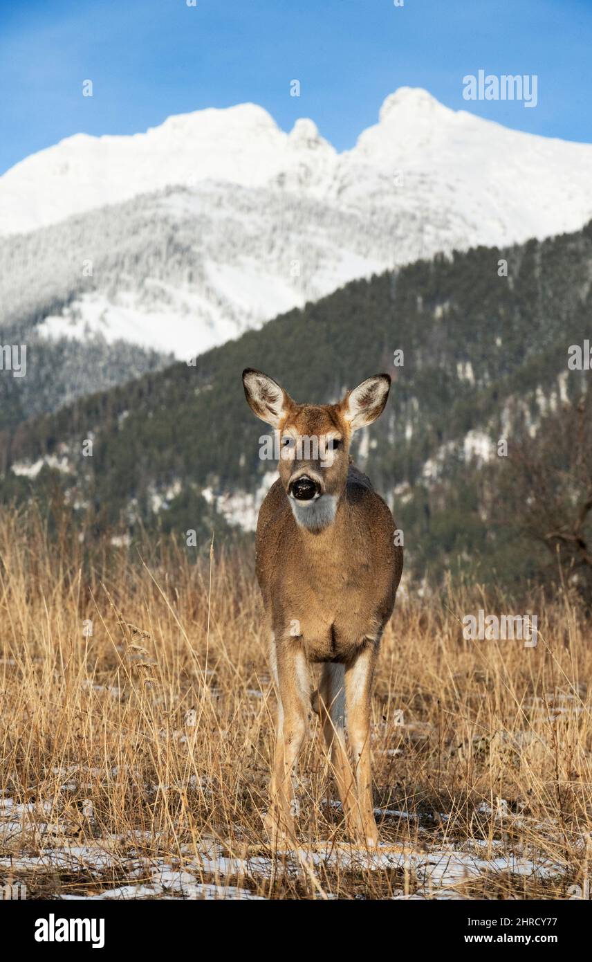 Whitetail Deer, Montana Stock Photo - Alamy