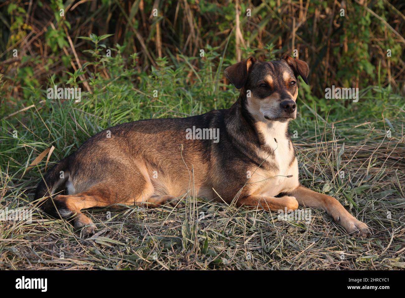 Cute brown dog laying on the ground Stock Photo - Alamy