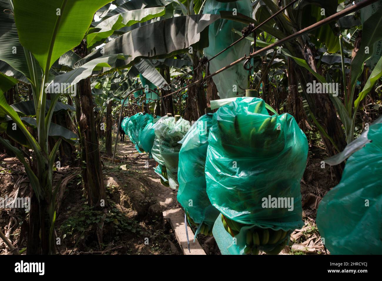 Ecuador banana plantations hi-res stock photography and images - Alamy