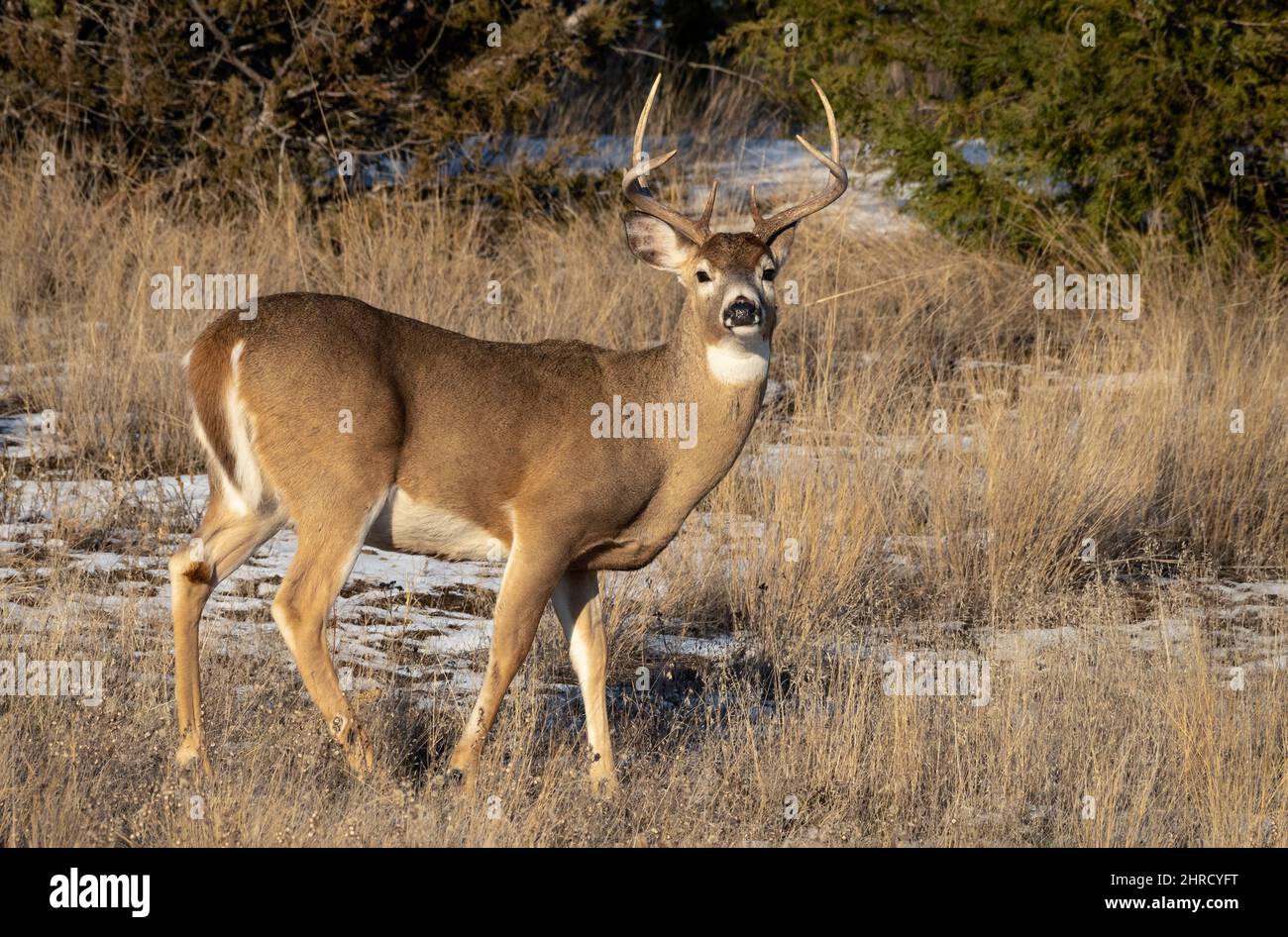 Whitetail Deer, Montana Stock Photo - Alamy