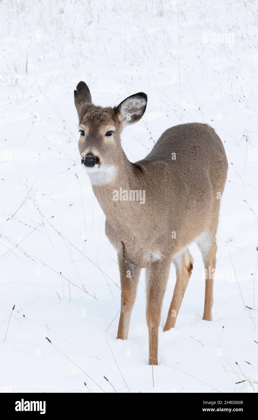 Whitetail Deer, Montana Stock Photo - Alamy