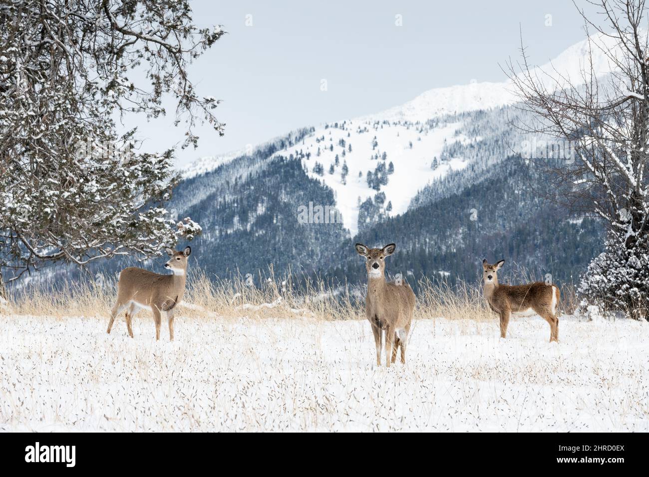 Whitetail Deer, Montana Stock Photo - Alamy