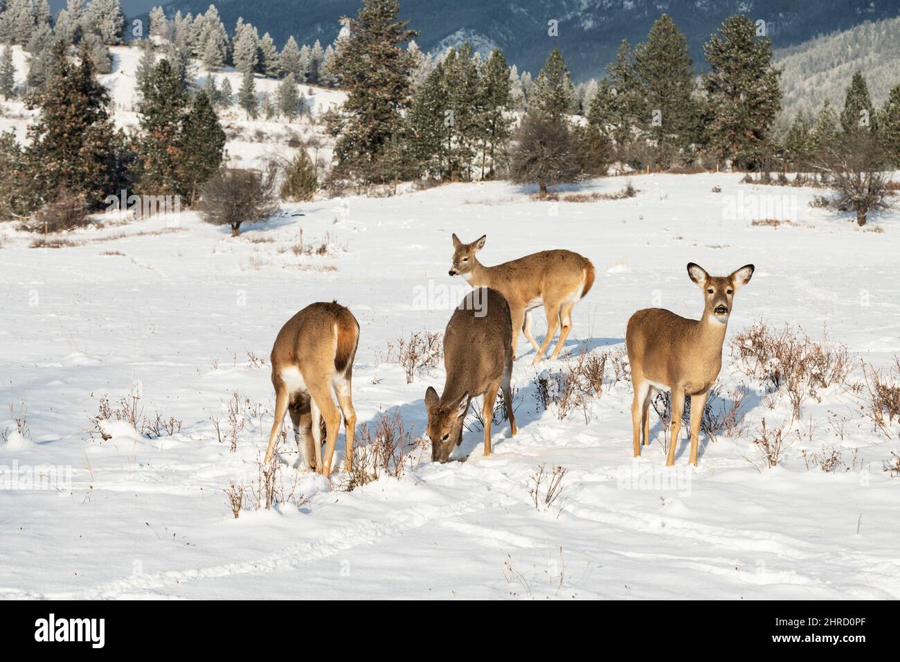 Whitetail Deer, Montana Stock Photo - Alamy