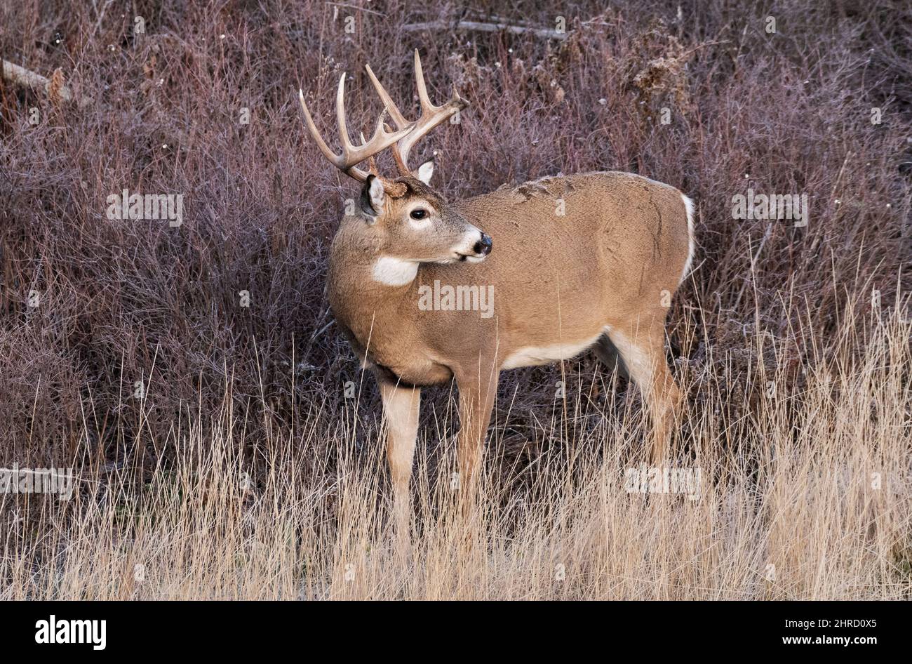 Whitetail Deer, Montana Stock Photo - Alamy