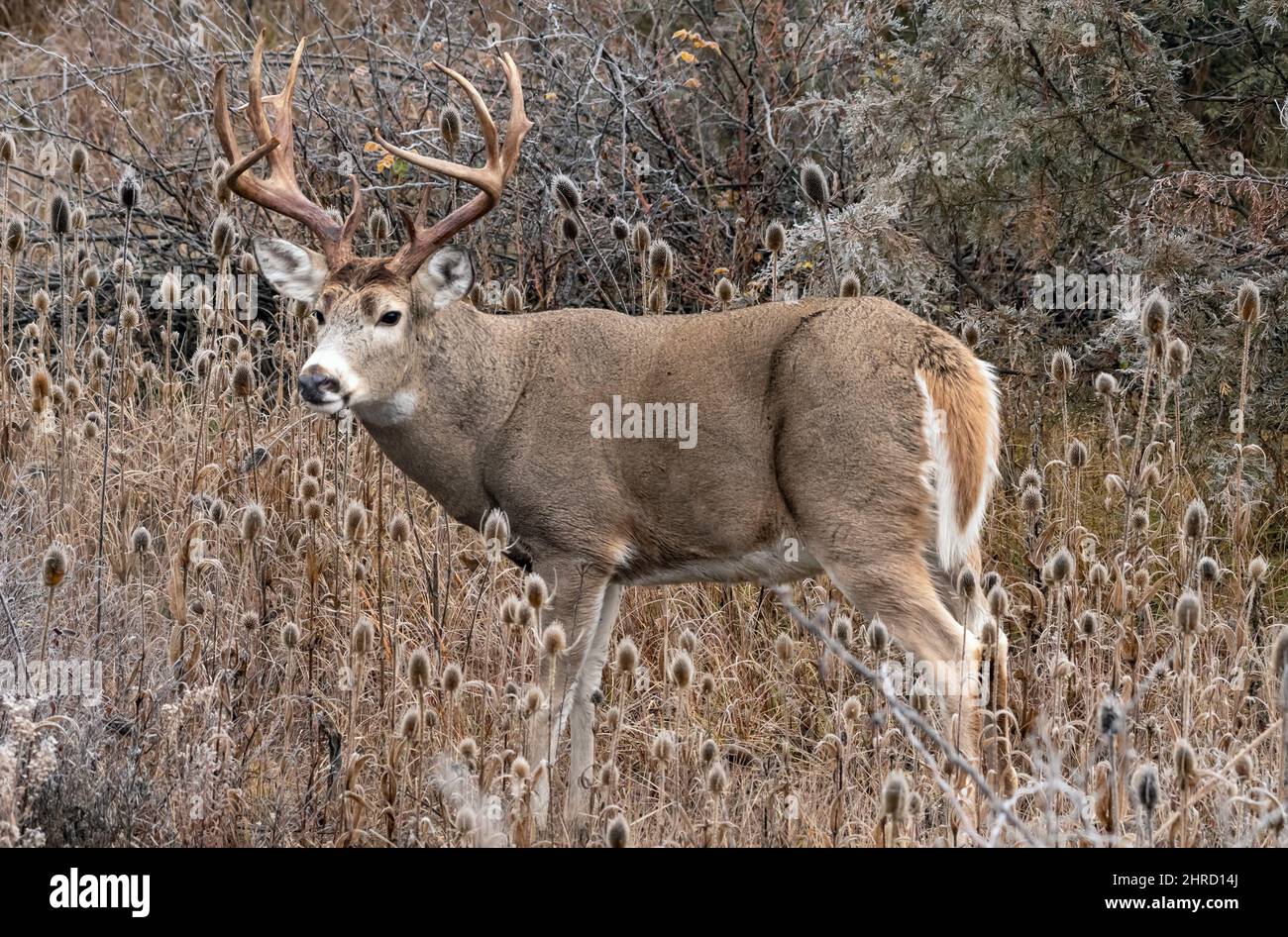 Portable Deer Decoy Montana Decoy The Freshman Whitetail Buck Decoy ...