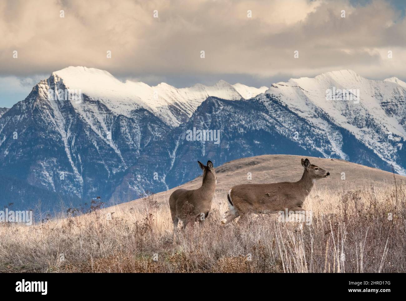 Whitetail Deer, Montana Stock Photo - Alamy