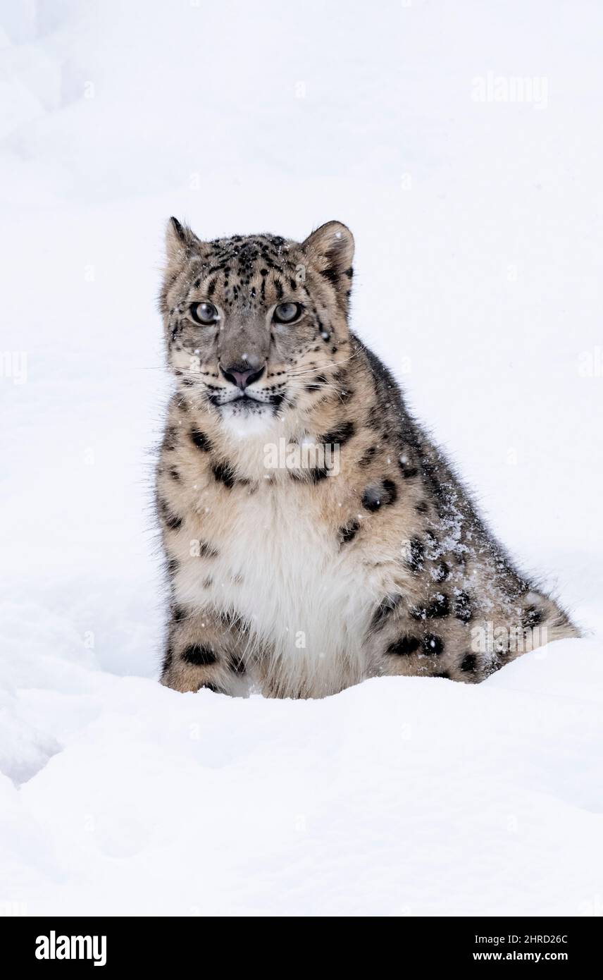 Snow Leopard; Panthera uncia; Winter; Big cat Stock Photo - Alamy