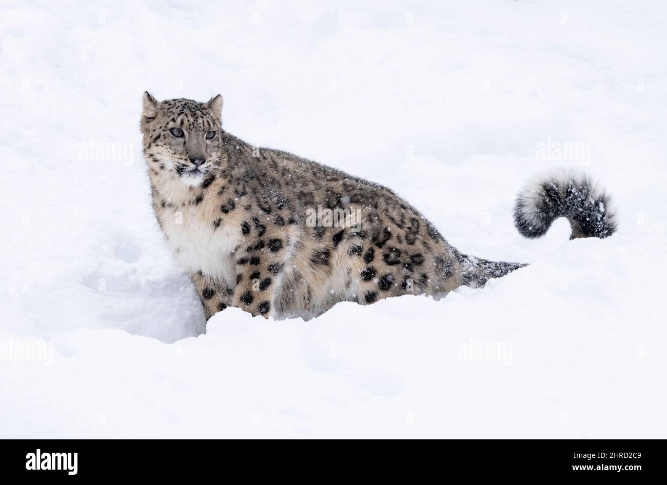 Snow Leopard; Panthera uncia; Winter; Big cat Stock Photo - Alamy