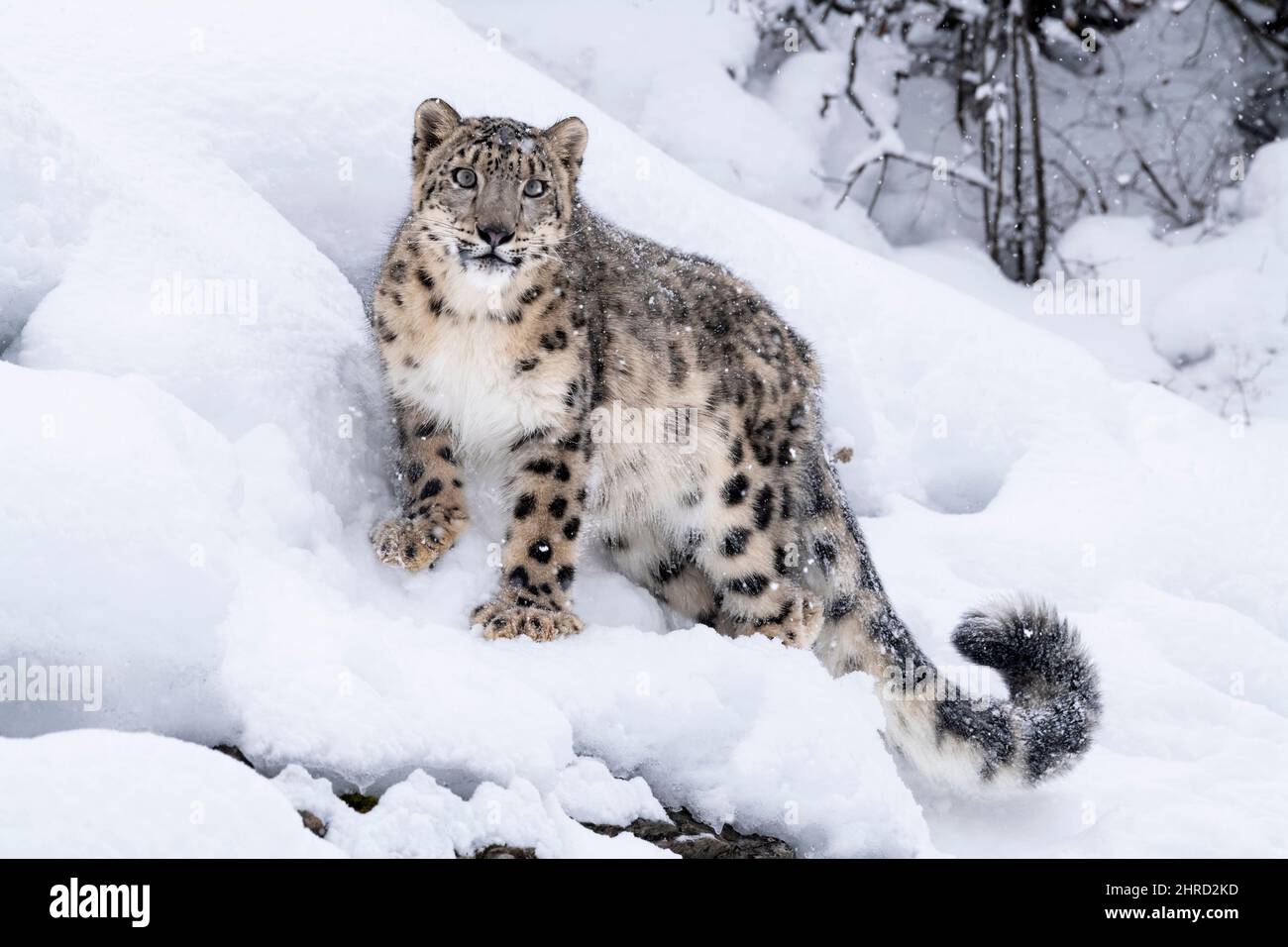 Big cat hi-res stock photography and images - Alamy
