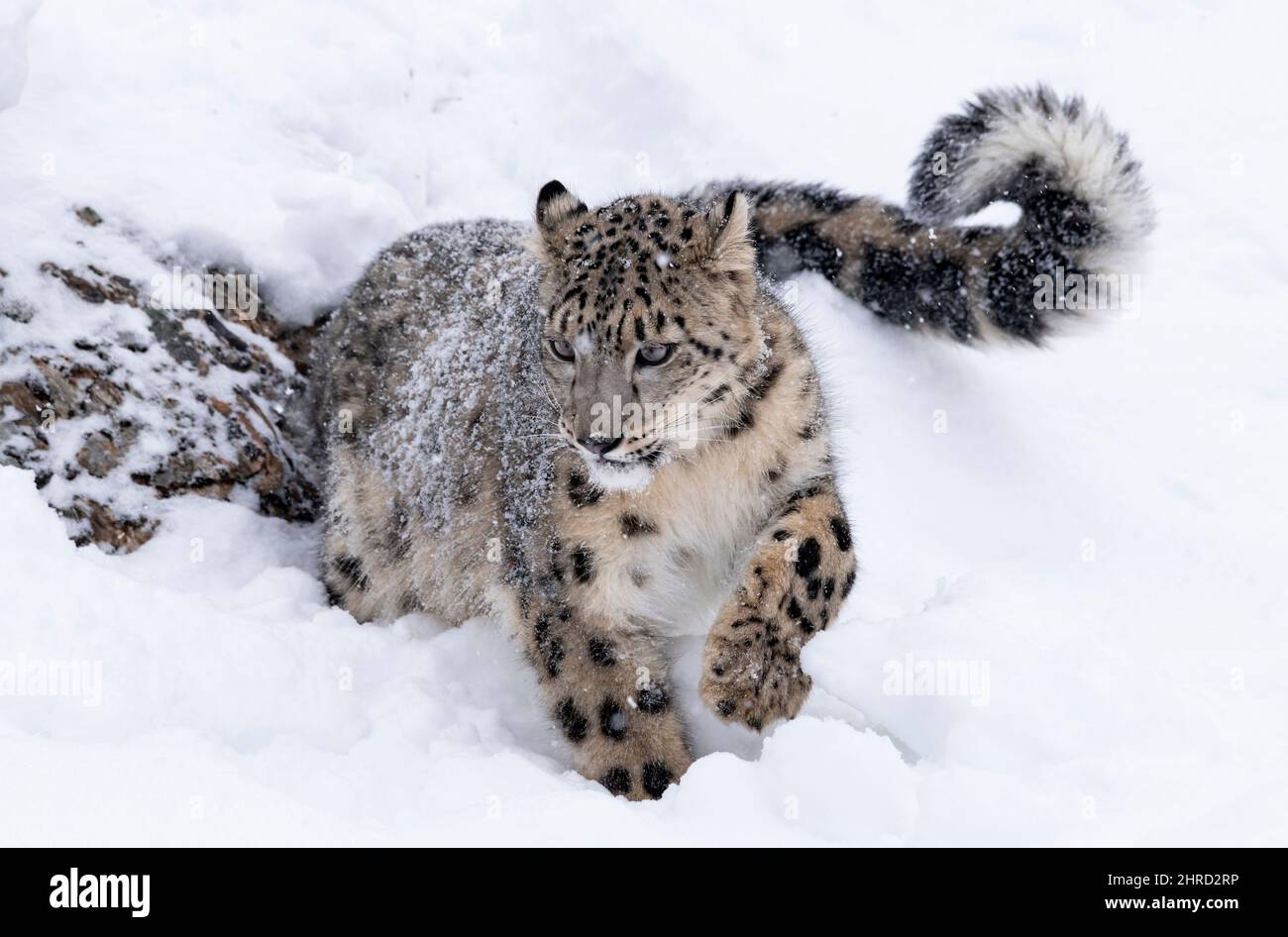 Snow Leopard; Panthera uncia; Winter; Big cat Stock Photo - Alamy