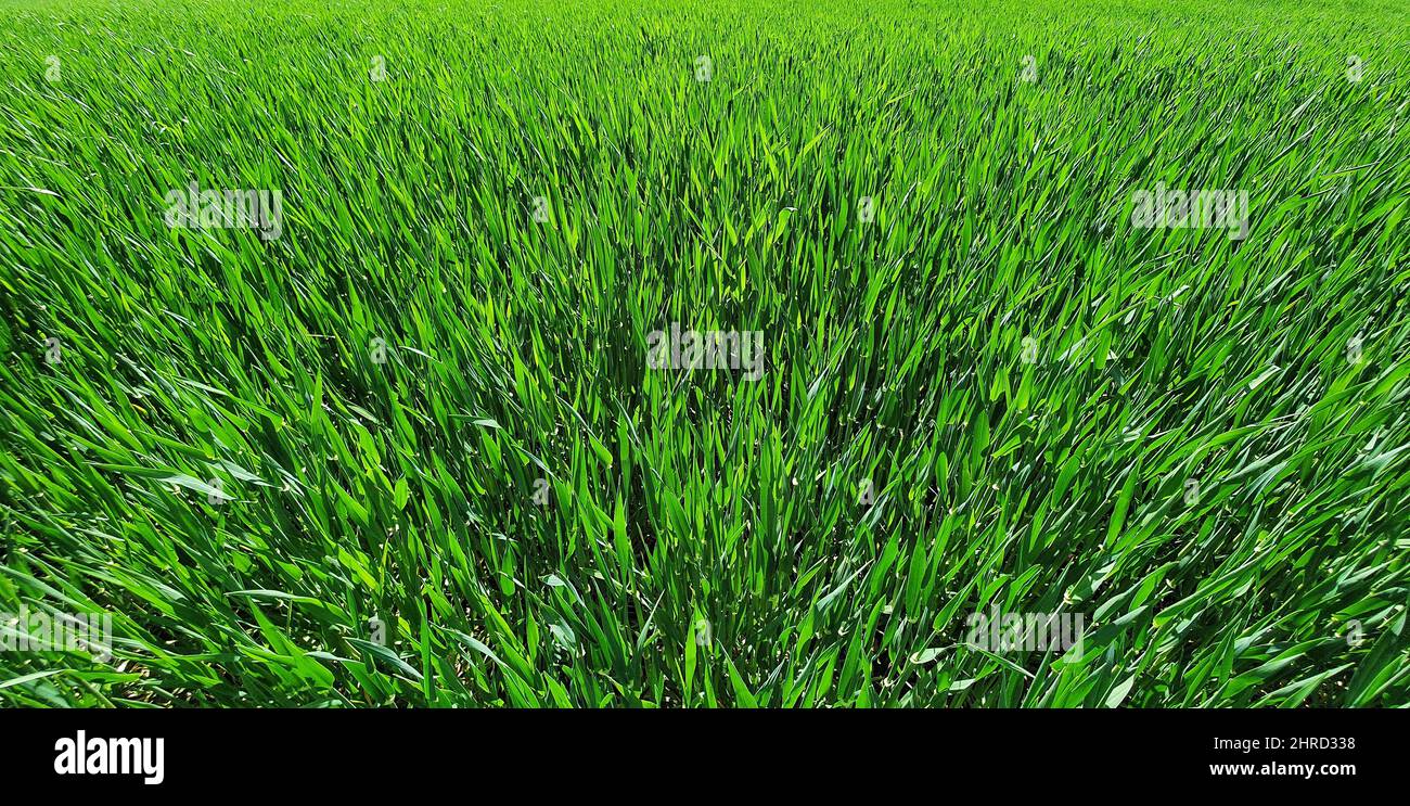growing grain plants on a field in Mecklenburg Stock Photo - Alamy