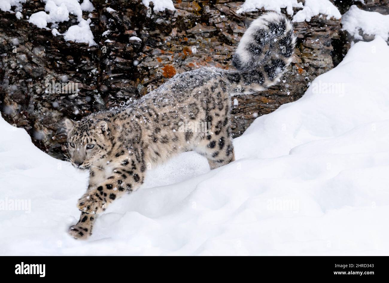 Big cat hi-res stock photography and images - Alamy