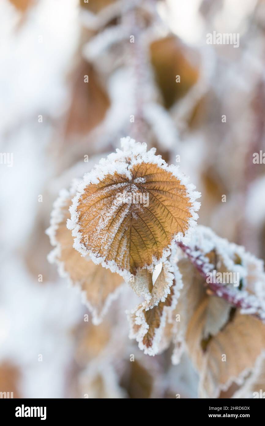 Frosty fall leaves Stock Photo - Alamy