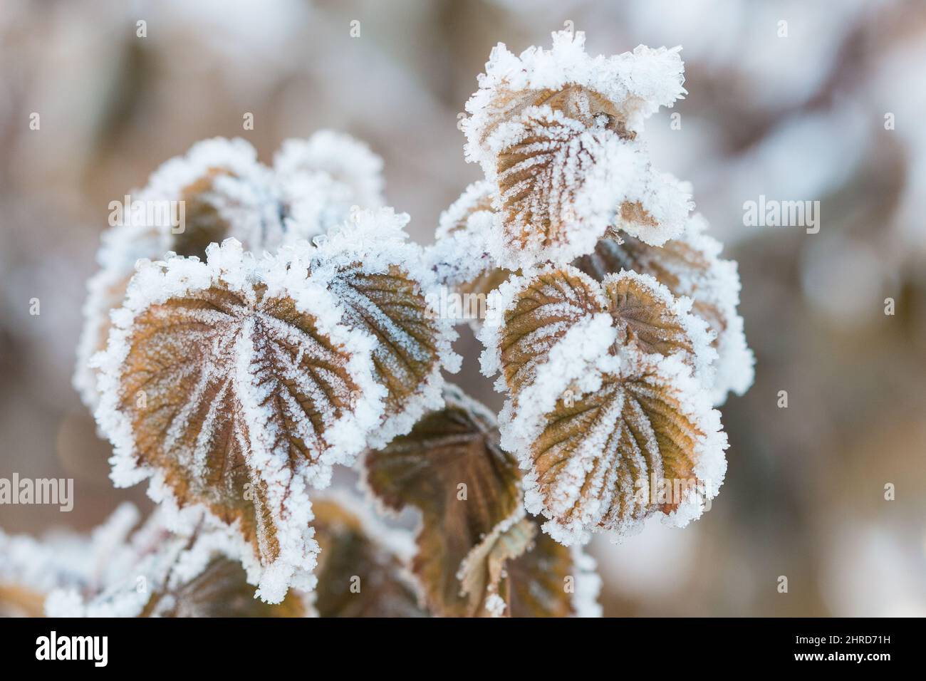 Fiona graham photography hi-res stock photography and images - Alamy