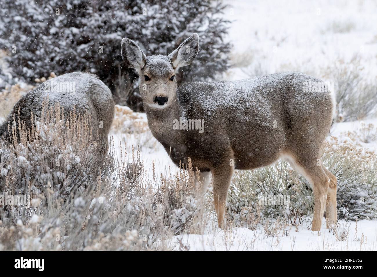 Mule Deer, Montana, Winter, Snowfall Stock Photo - Alamy