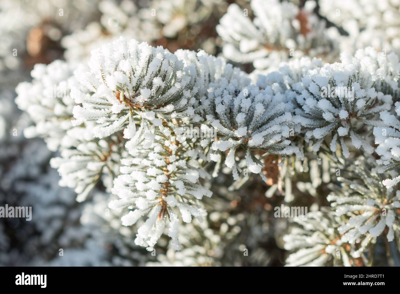 Frost covered pine hi-res stock photography and images - Alamy