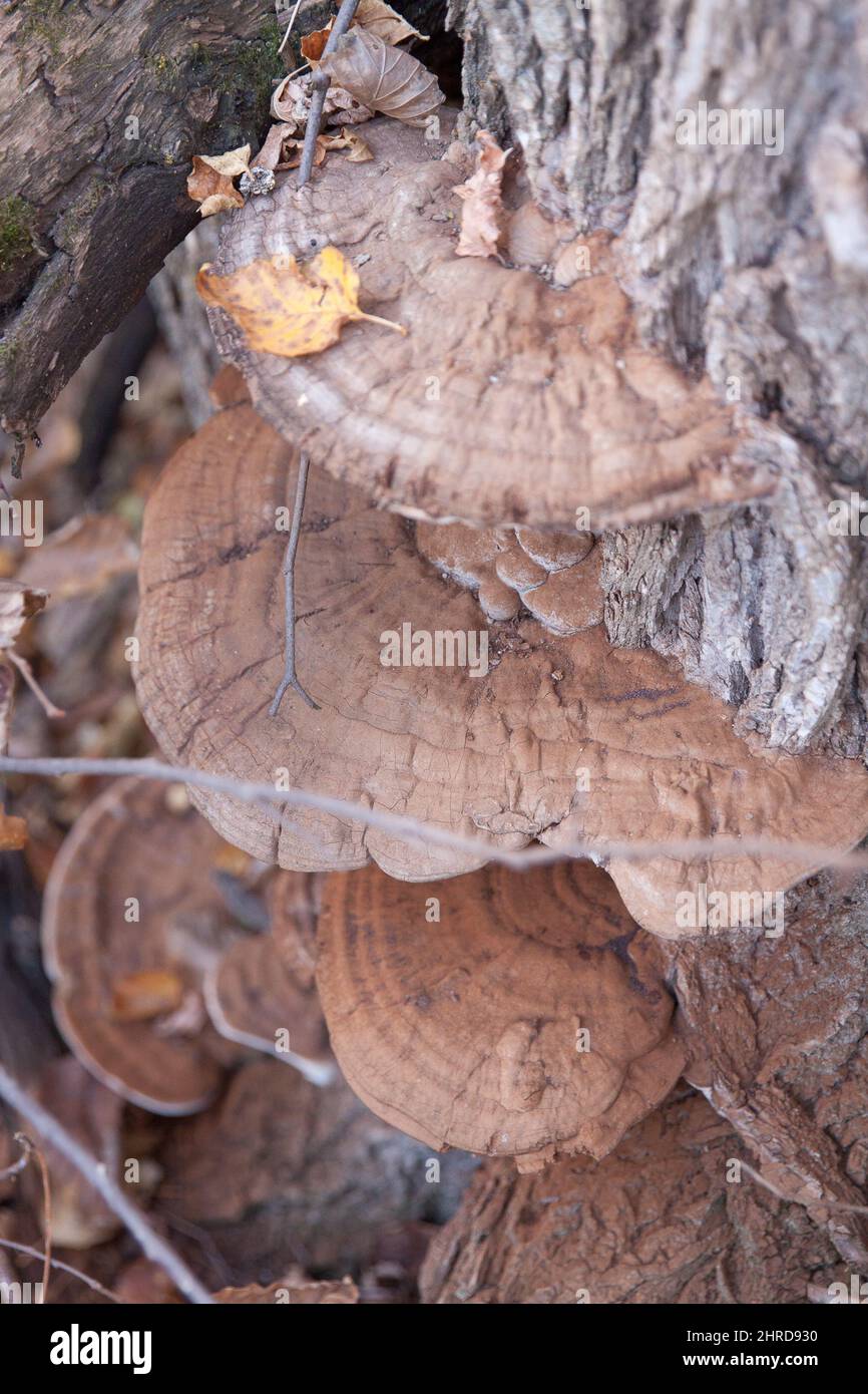 fungus growing on a tree trunk Stock Photo - Alamy