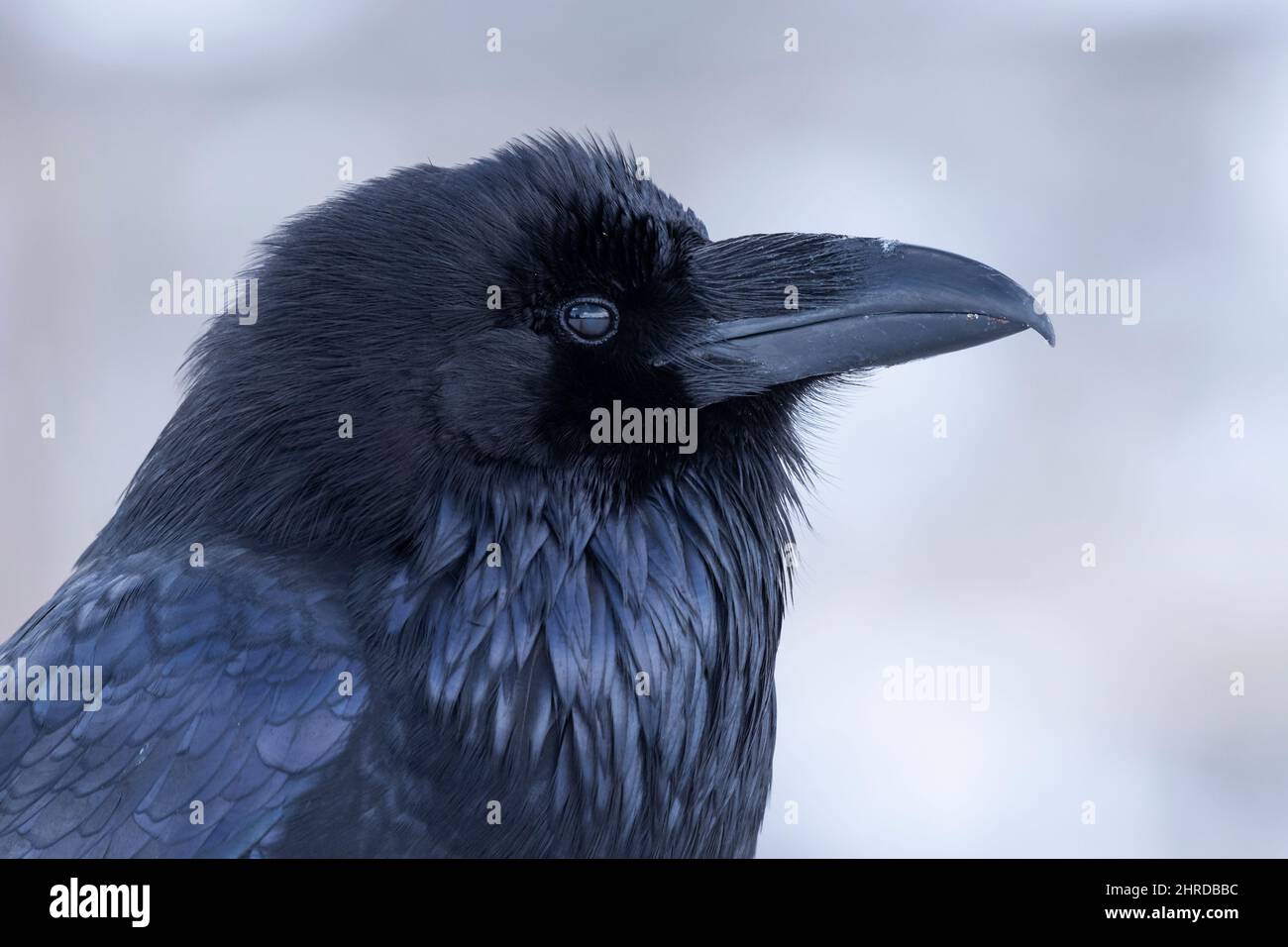 Raven, Bird, Corvid, Portrait Stock Photo - Alamy