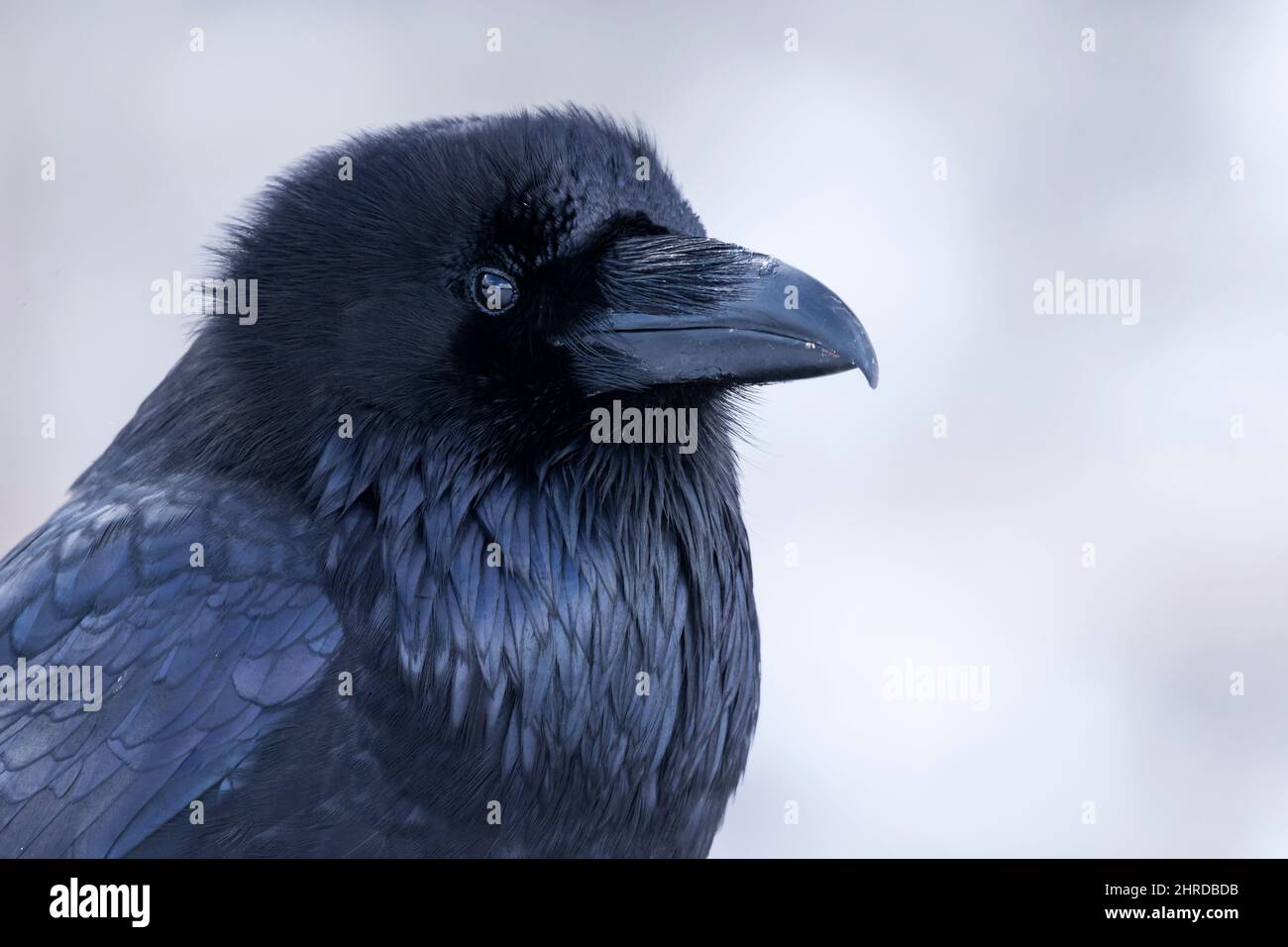 Raven, Bird, Corvid, Portrait Stock Photo - Alamy