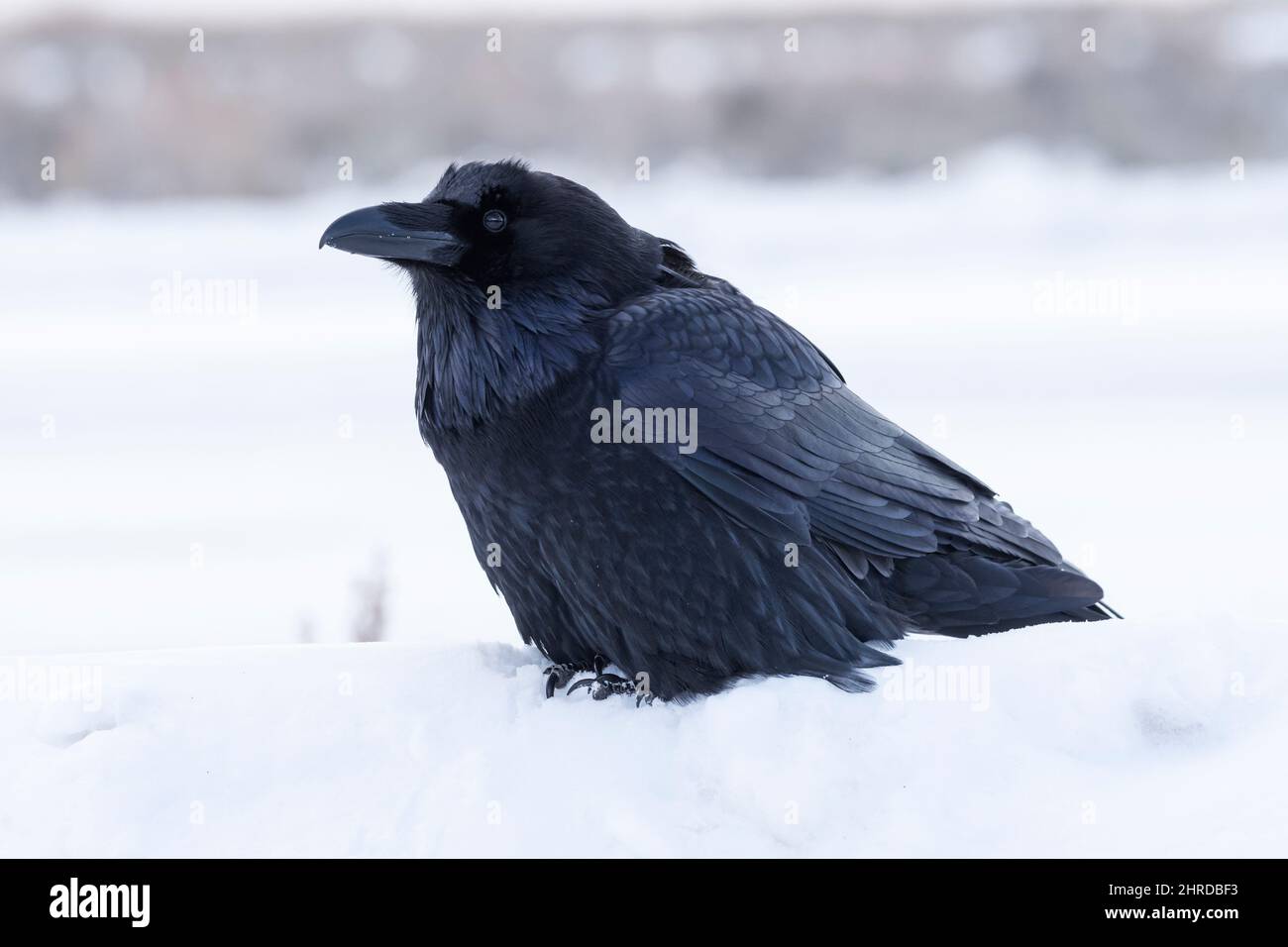 Raven, Bird, Corvid, Portrait Stock Photo - Alamy