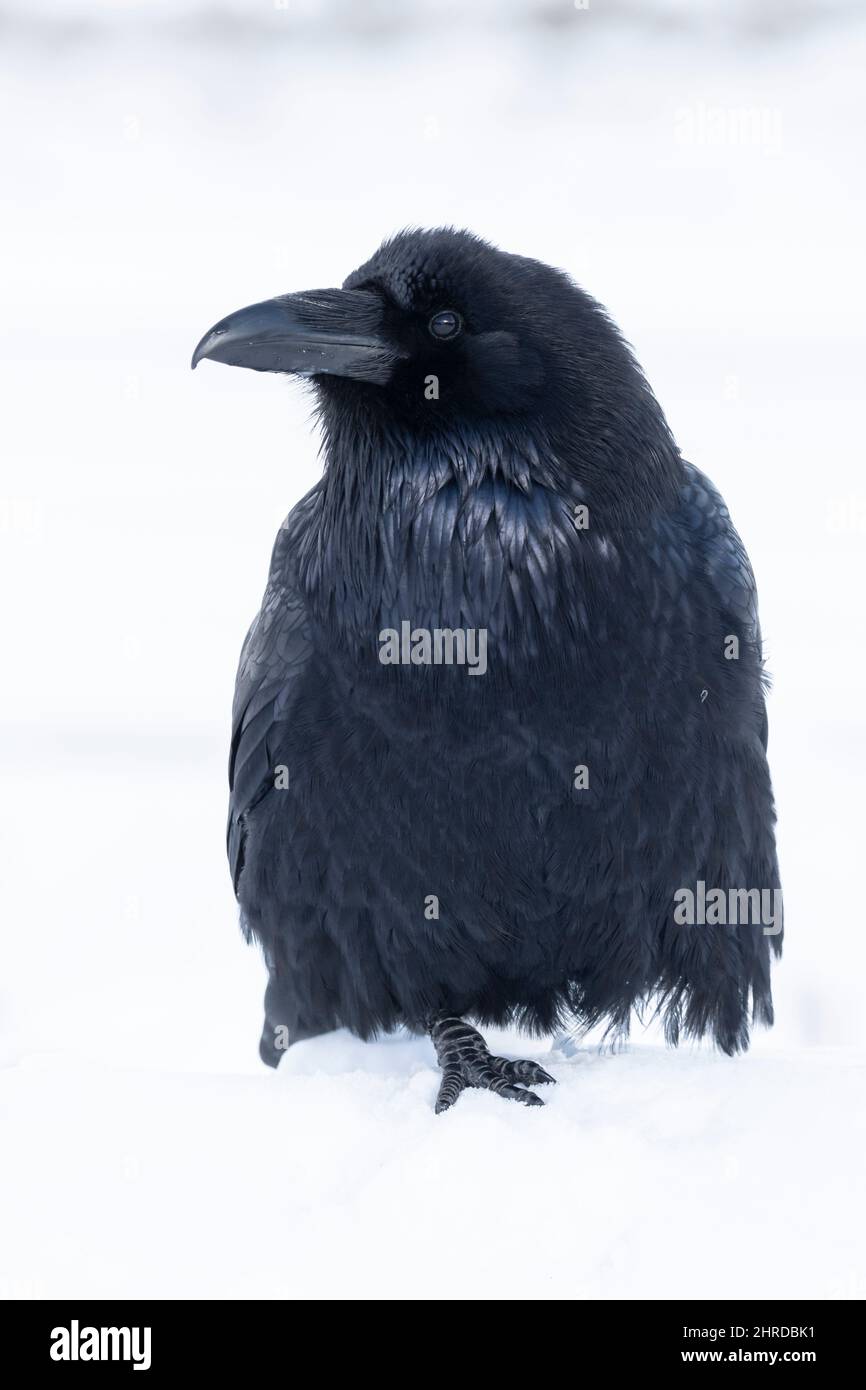 Raven, Bird, Corvid, Portrait Stock Photo - Alamy