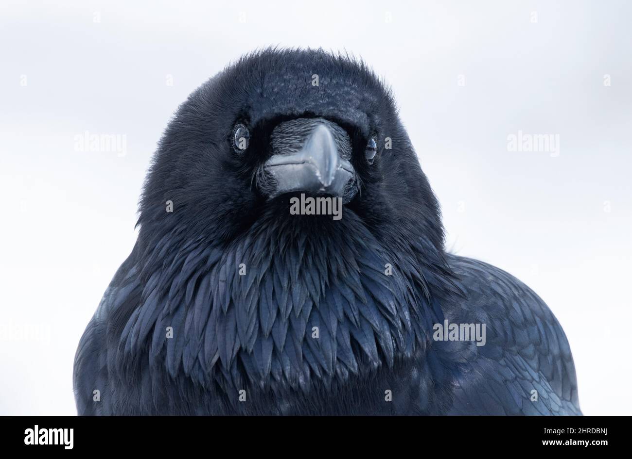 Raven, Bird, Corvid, Portrait Stock Photo - Alamy