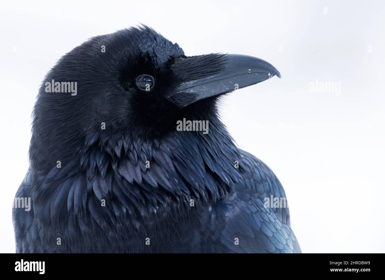 Raven, Bird, Corvid, Portrait Stock Photo - Alamy