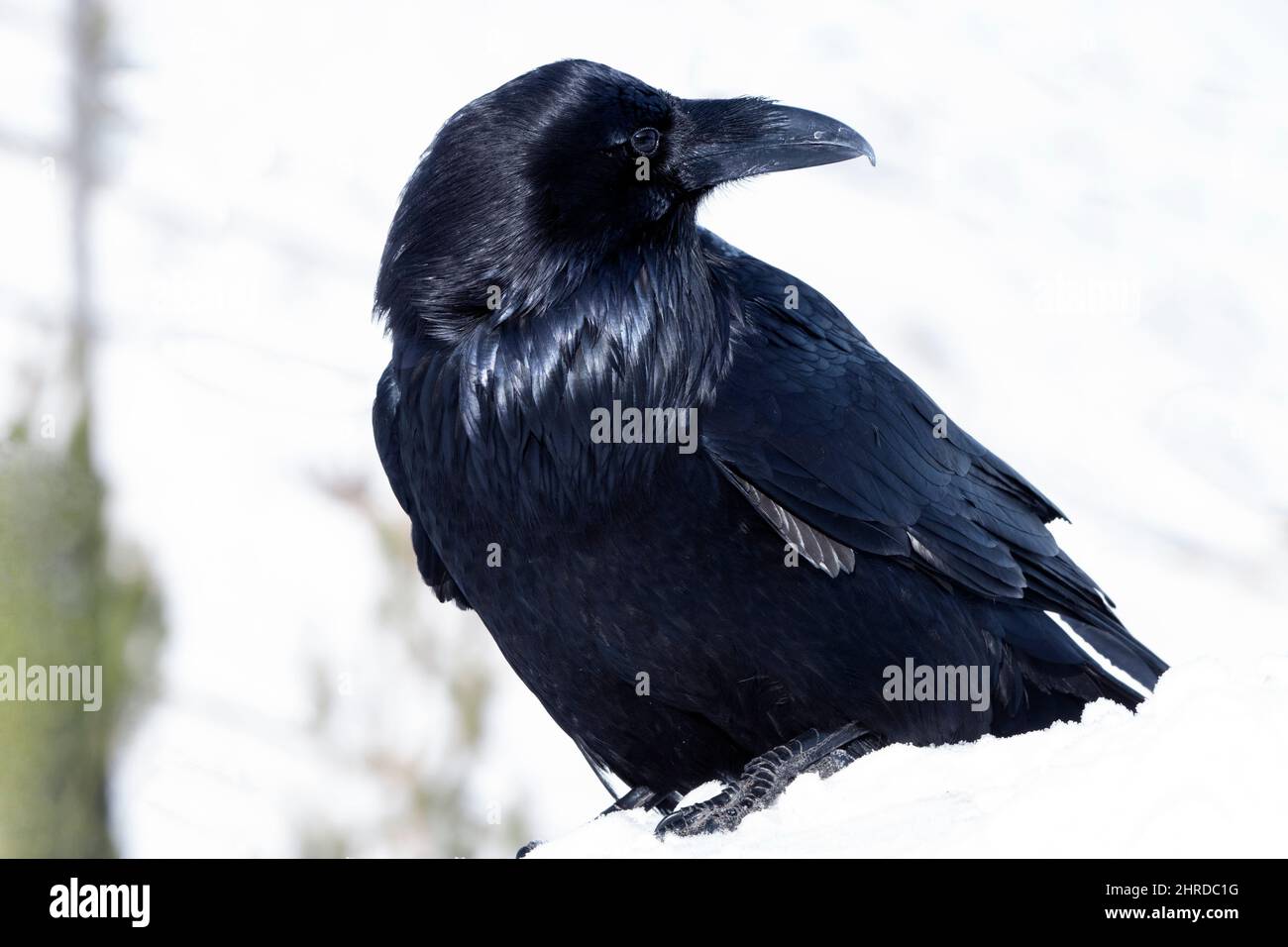 Raven, Bird, Corvid, Portrait Stock Photo - Alamy