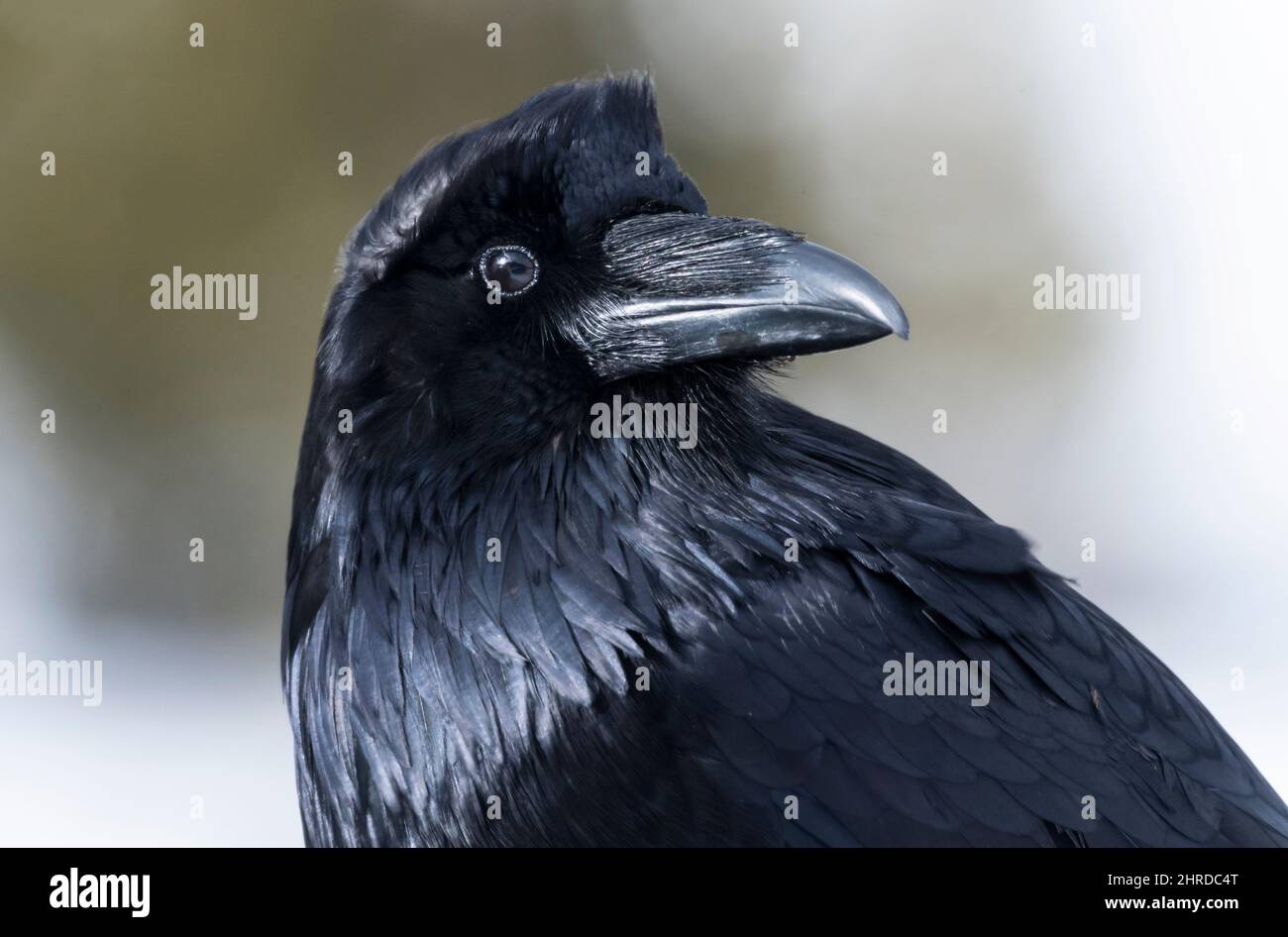 Raven, Bird, Corvid, Portrait Stock Photo - Alamy