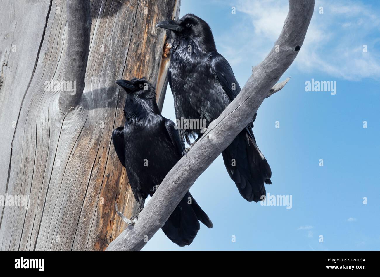 Raven, Bird, Corvid, Portrait Stock Photo - Alamy