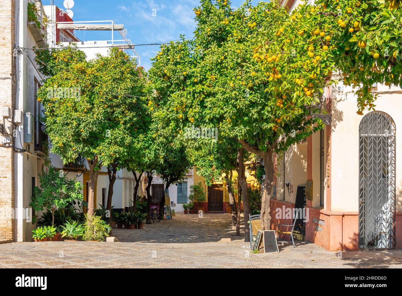 A small plaza square lined with orange trees in the historic Barrio ...