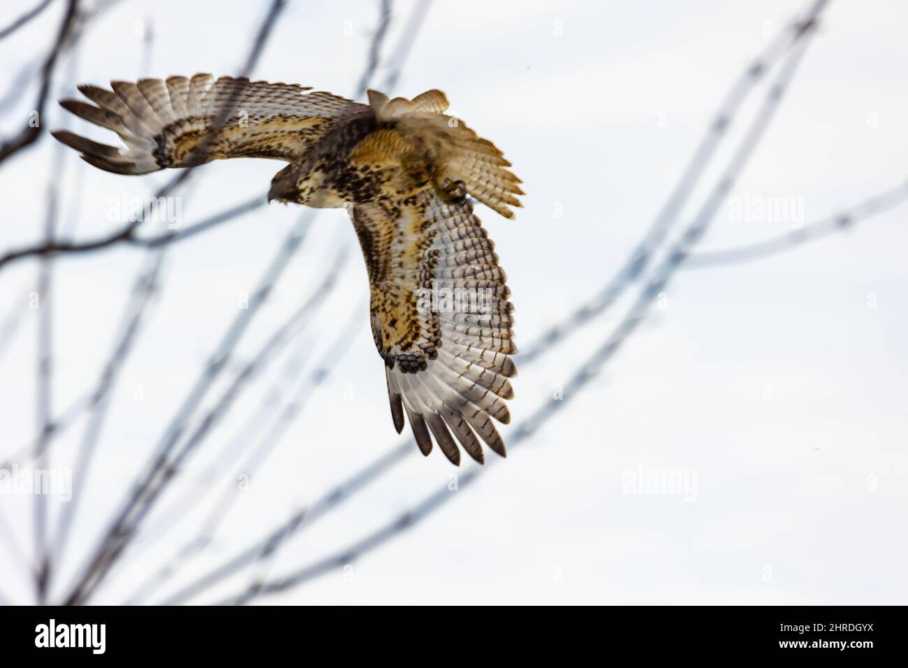 Beautiful shot of a golden eagle flying Stock Photo - Alamy