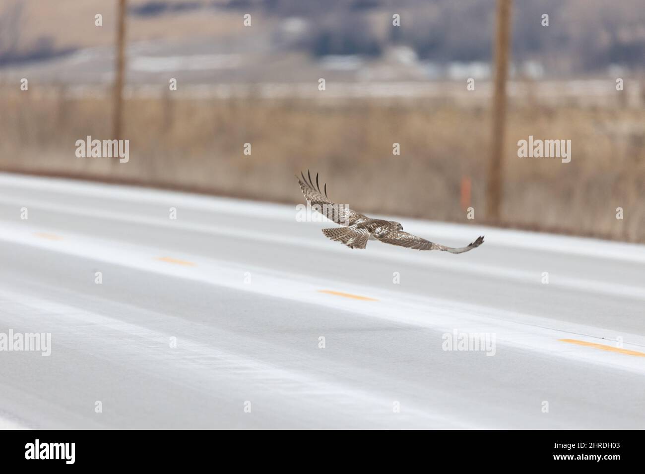 A Red-Tailed Hawk hovering over the road after eating roadkill Stock ...