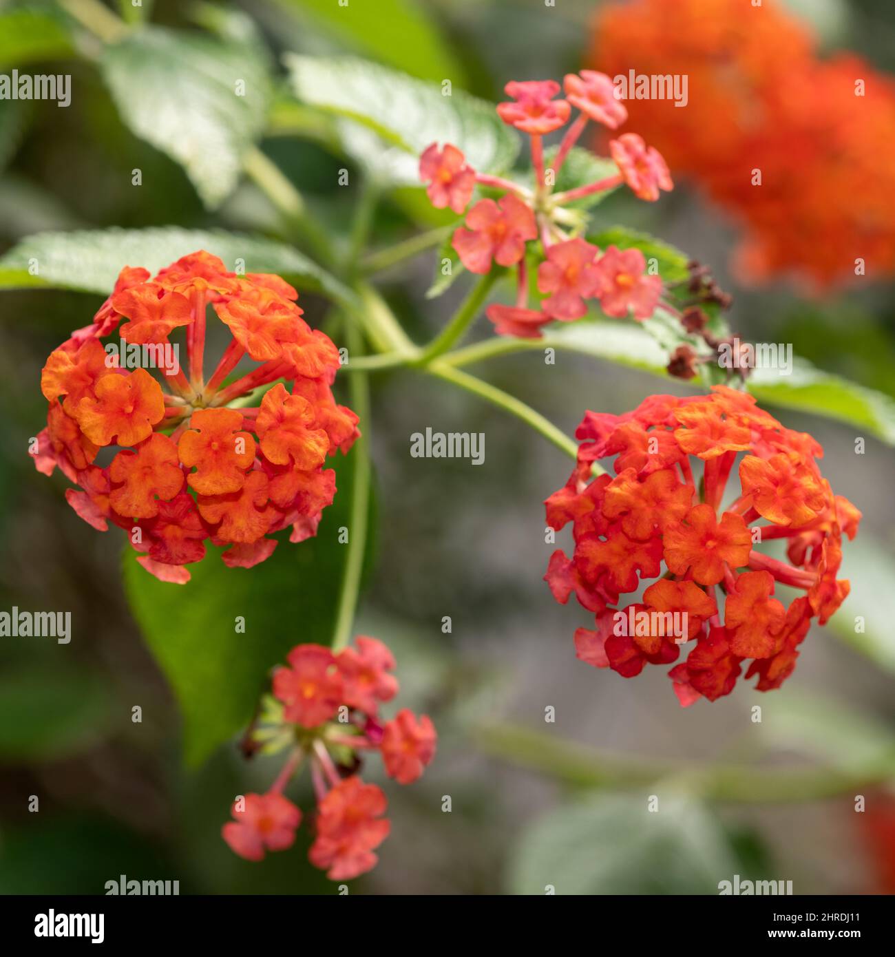 Close up of common lantana (lantana camara) flowers in bloom Stock ...