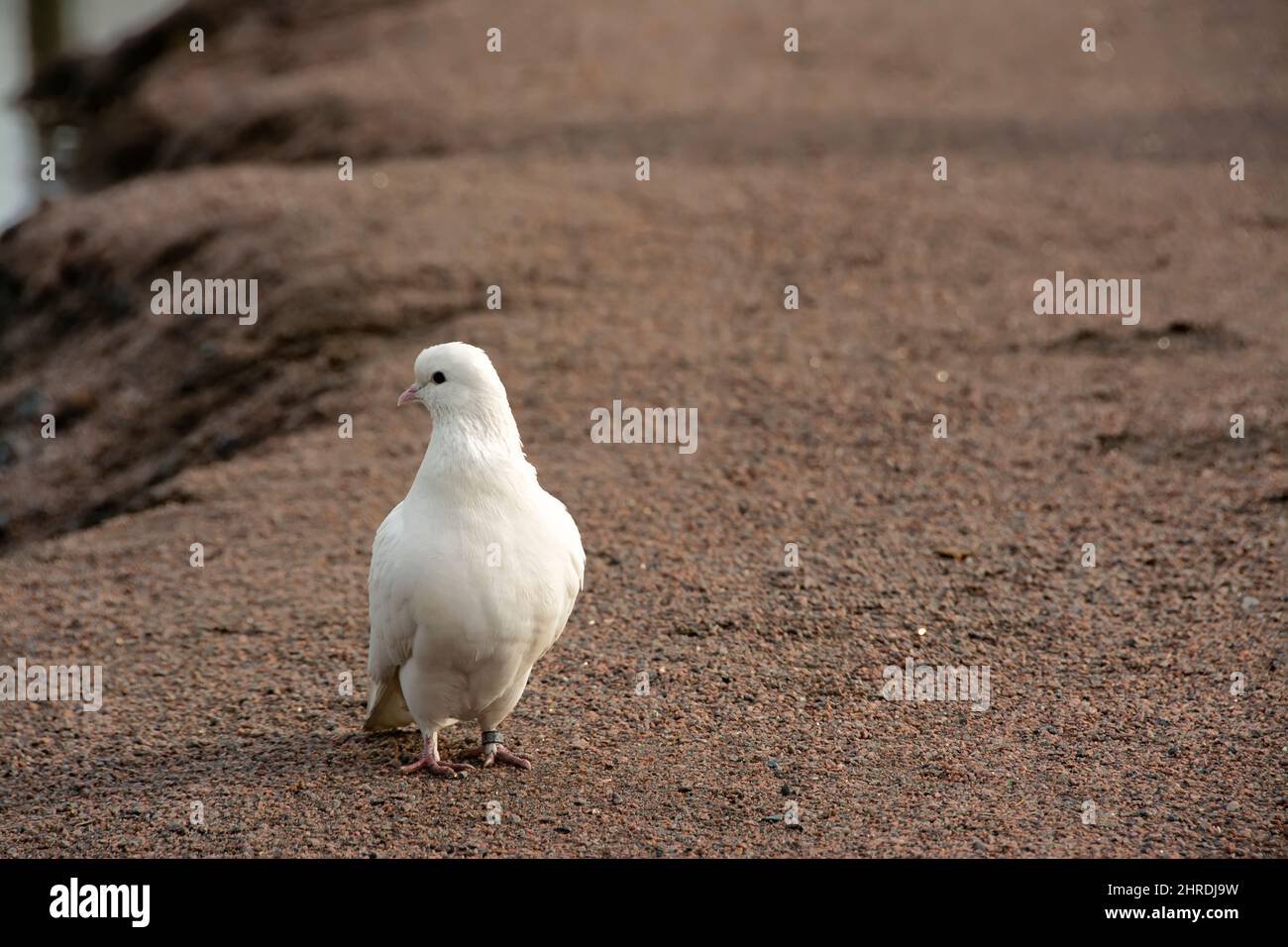 The white dove is a symbol of peace Stock Photo - Alamy