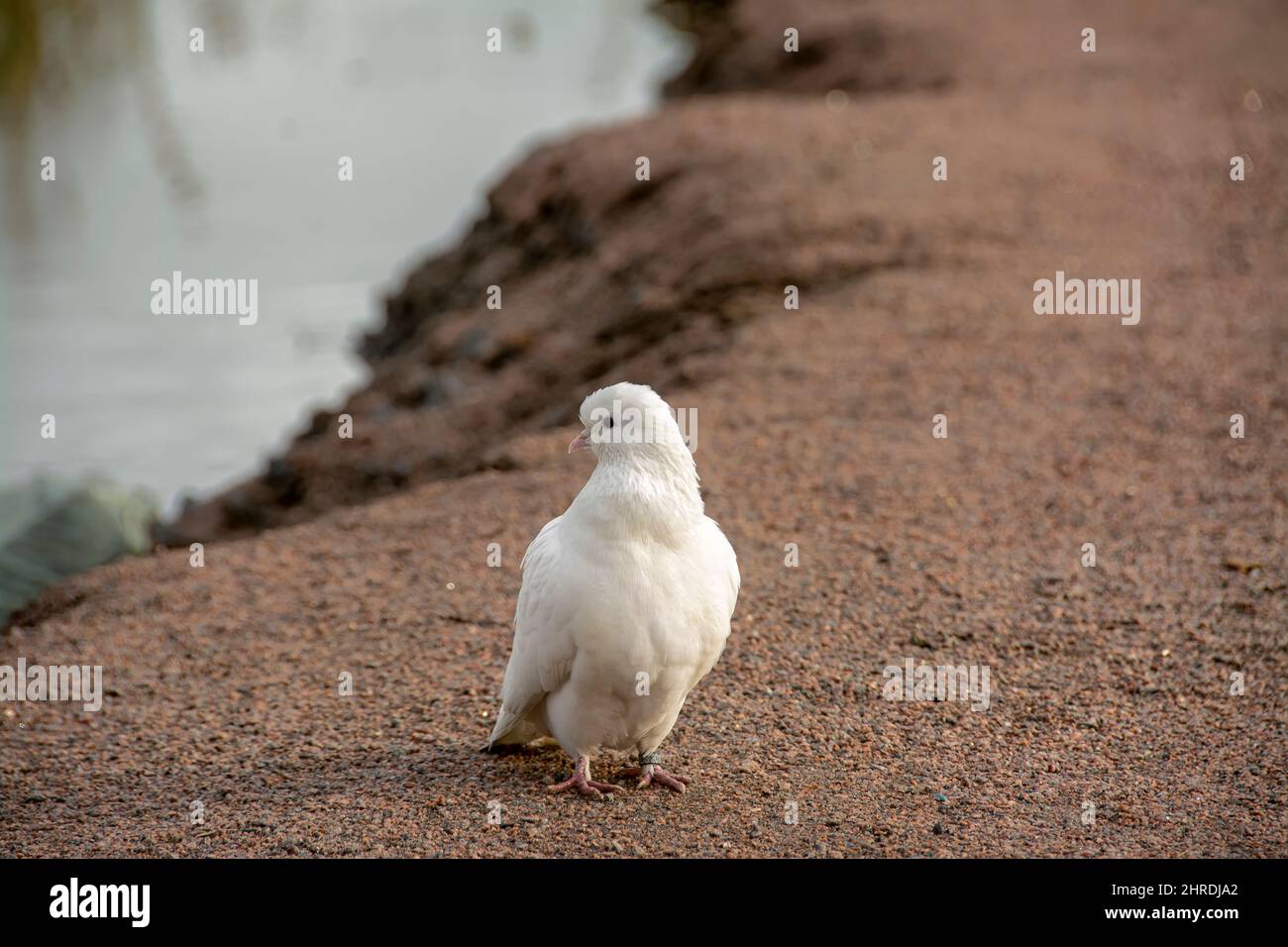 The white dove is a symbol of peace Stock Photo - Alamy