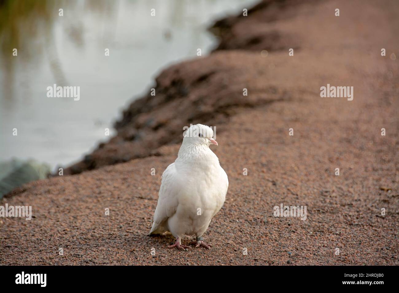 The white dove is a symbol of peace Stock Photo - Alamy