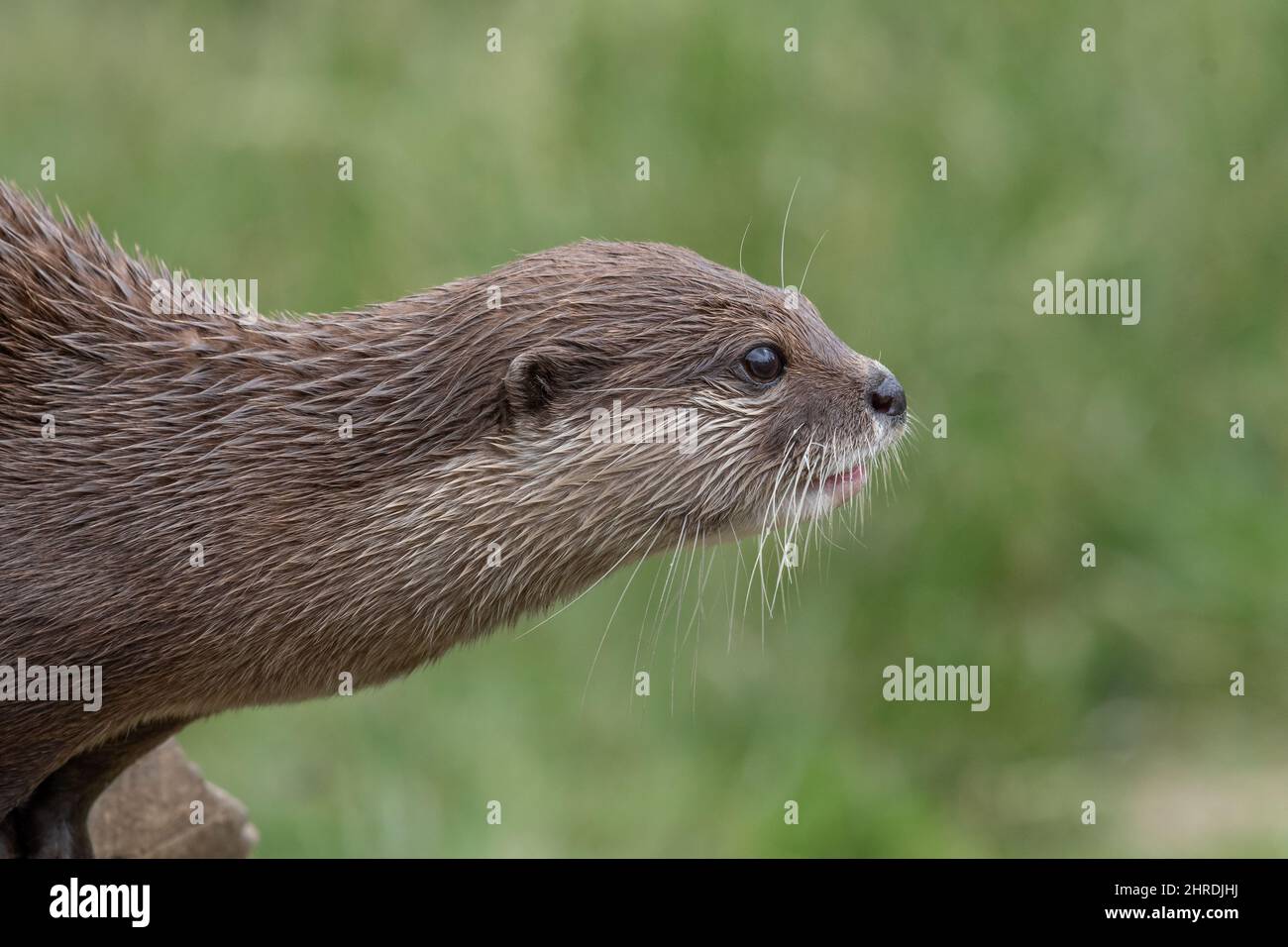 Head shot of an Asian small clawed otter (amblonyx cinerea) sitting on ...