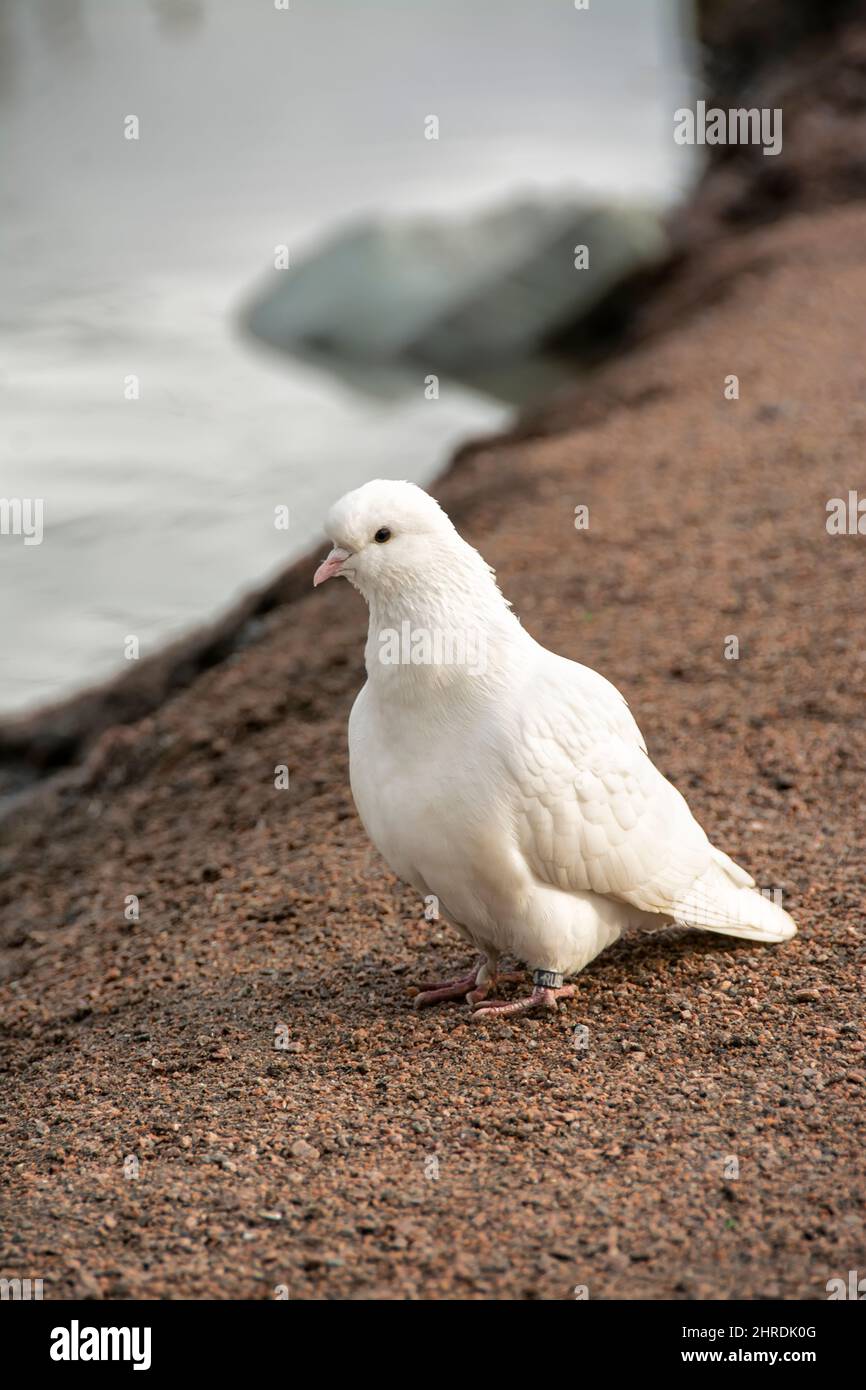 The white dove is a symbol of peace Stock Photo - Alamy