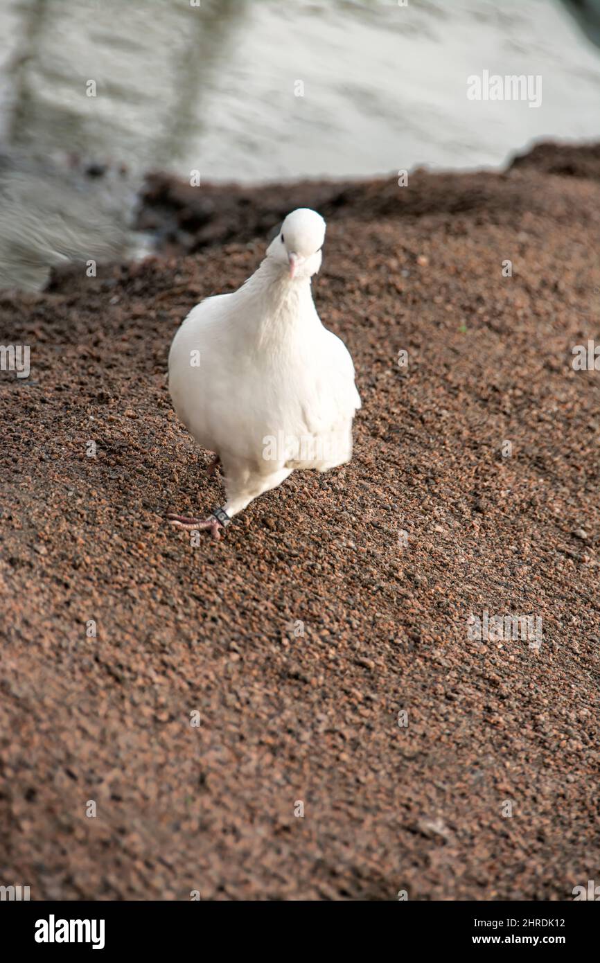 The white dove is a symbol of peace Stock Photo - Alamy