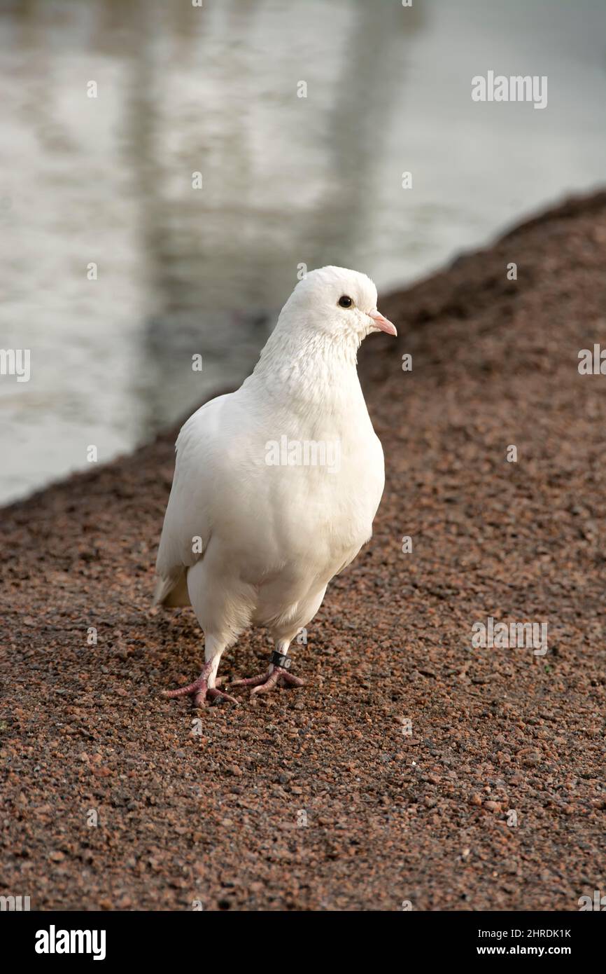 The white dove is a symbol of peace Stock Photo - Alamy