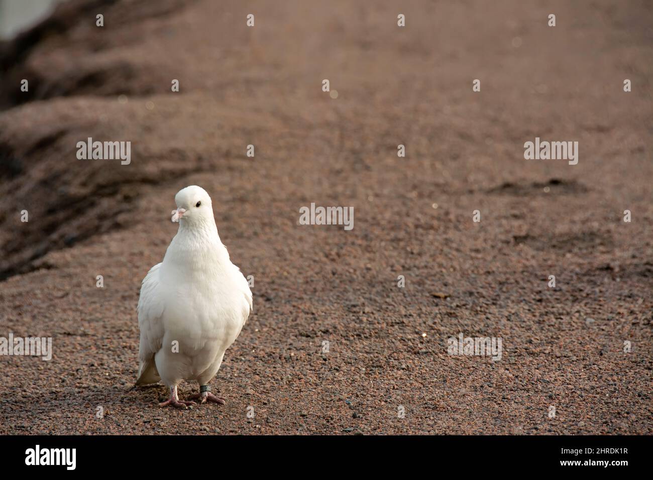The white dove is a symbol of peace Stock Photo - Alamy