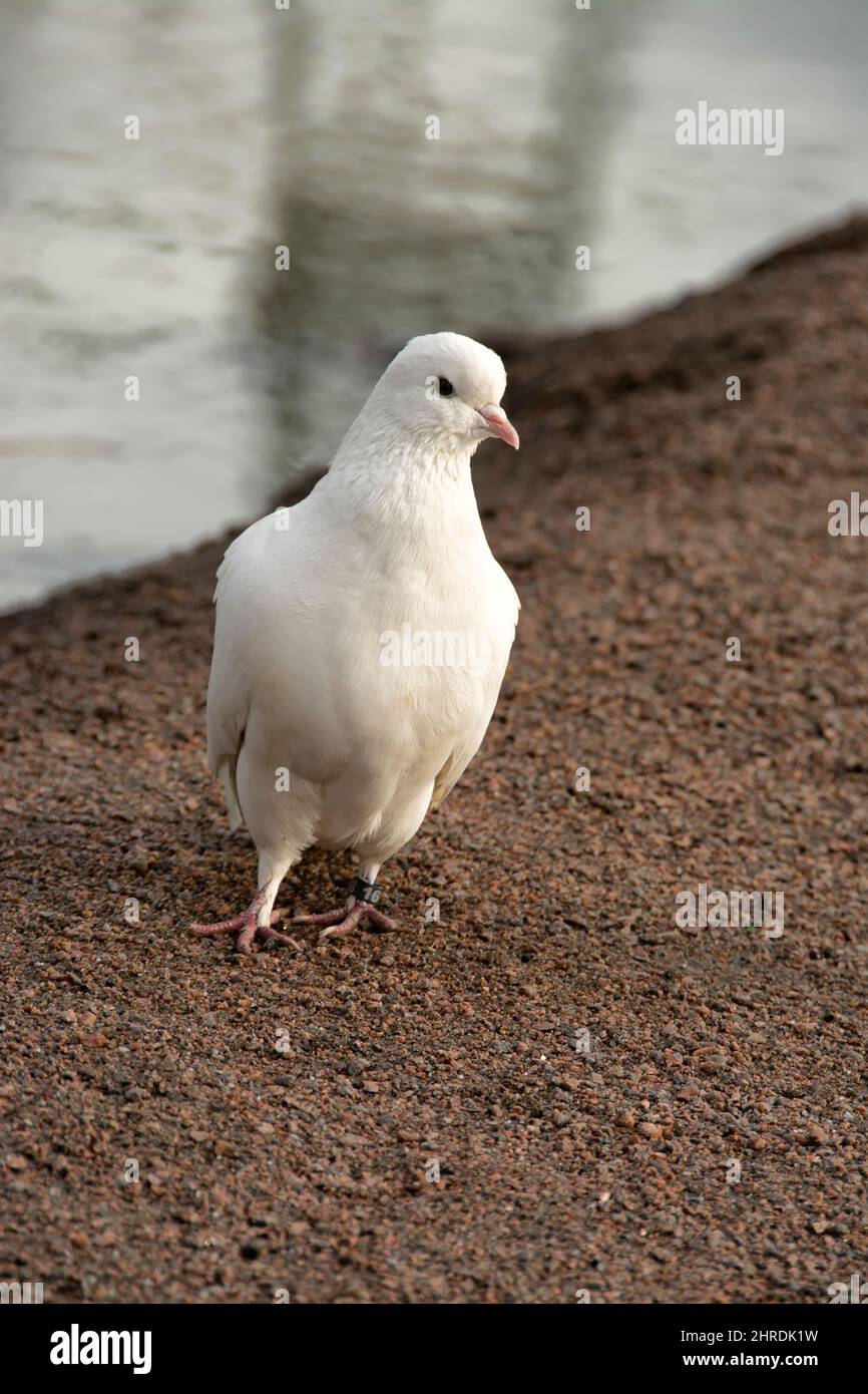 The white dove is a symbol of peace Stock Photo - Alamy