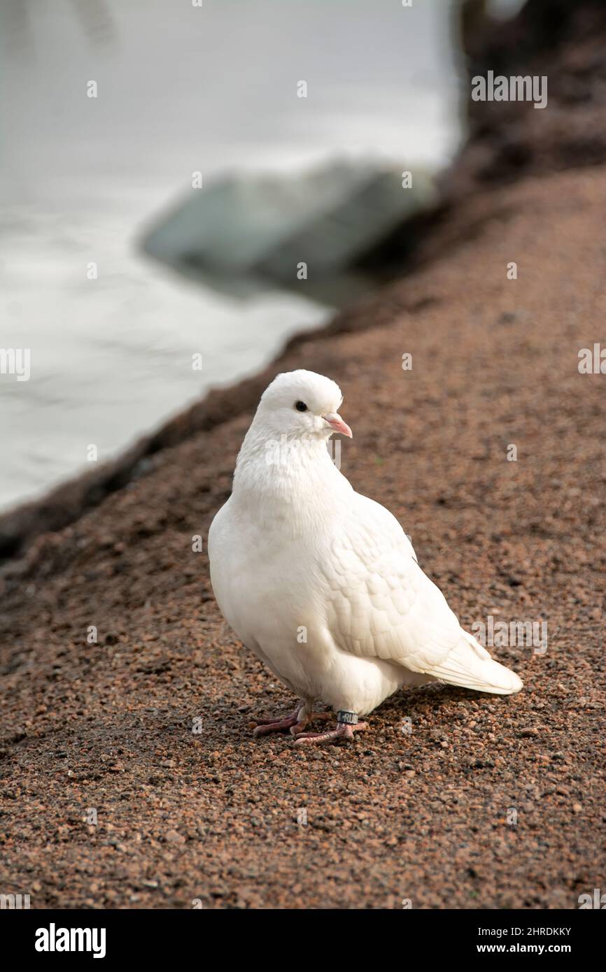 The white dove is a symbol of peace Stock Photo - Alamy