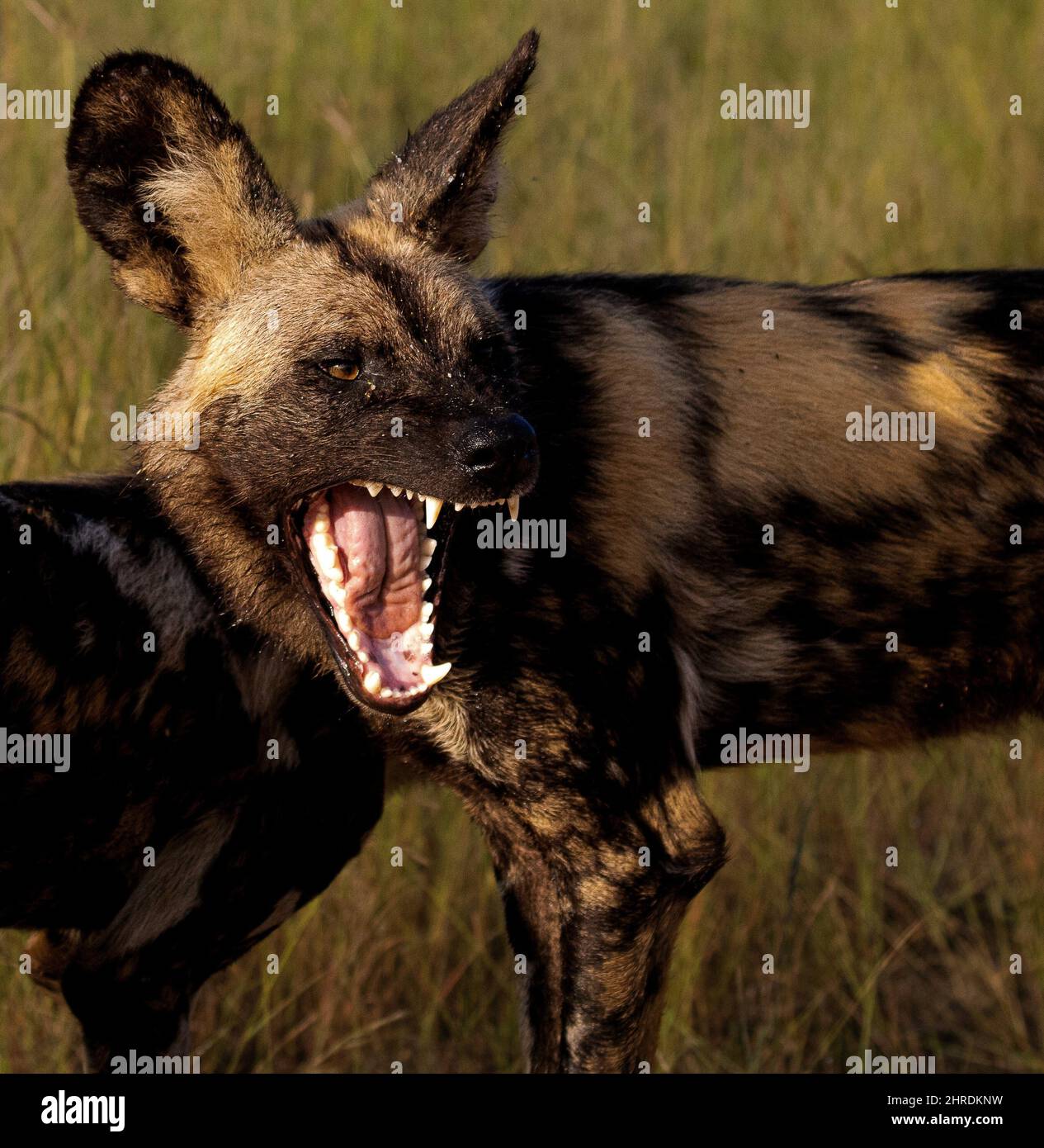 Growling black dog hi-res stock photography and images - Alamy