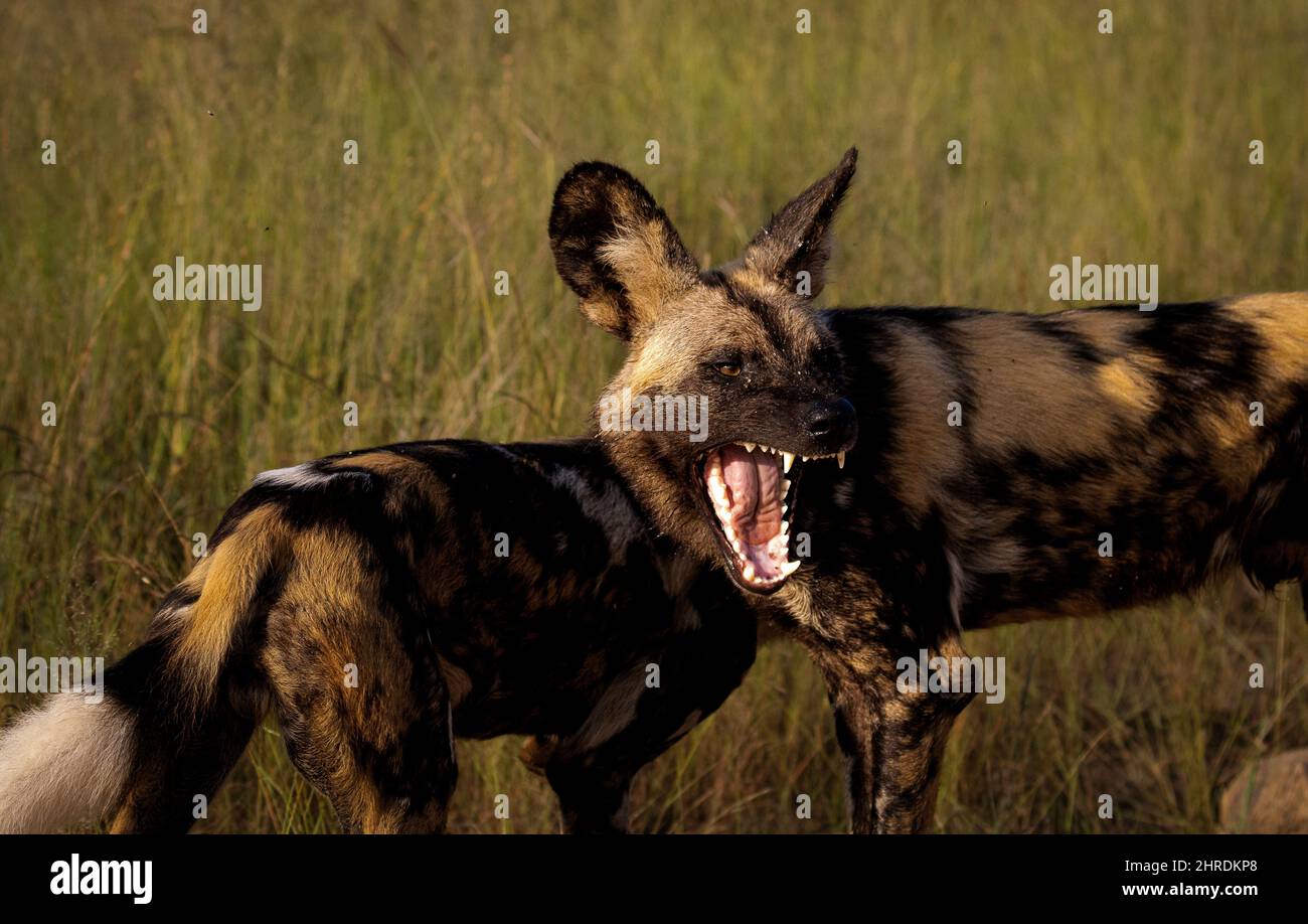 Growling black dog hi-res stock photography and images - Alamy
