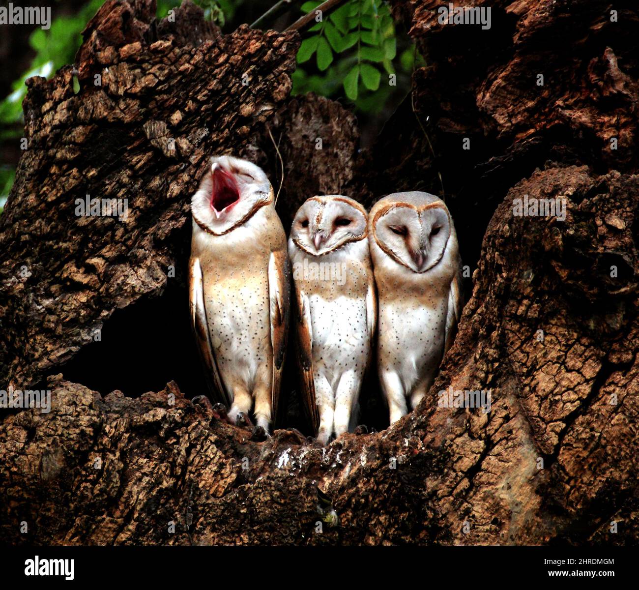 Closeup of three baby owls sitting in a tree with one of them yawning ...