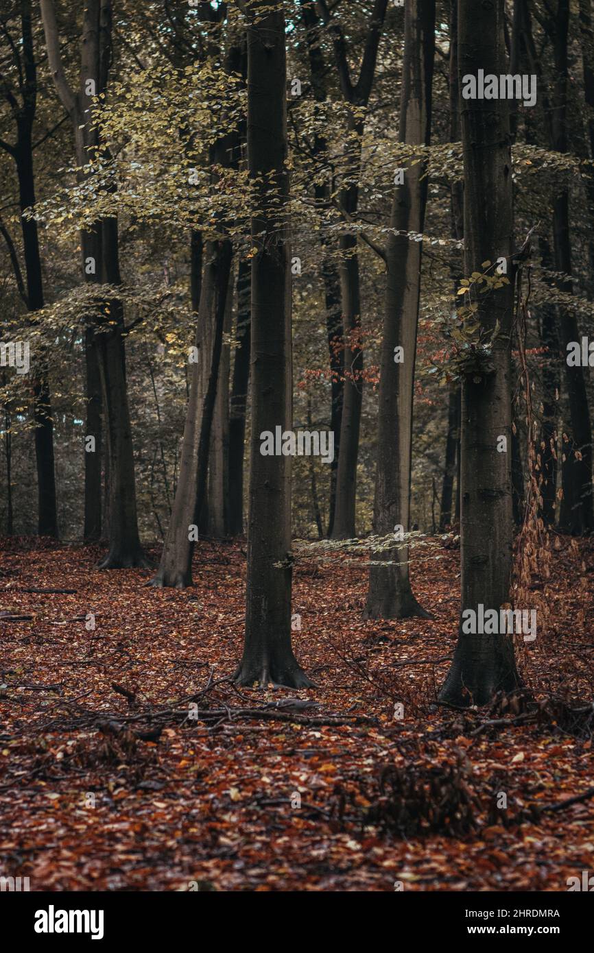 Beautiful vertical shot forest hi-res stock photography and images - Alamy